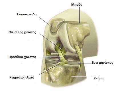 Ρήξη Χιαστού - arthro-specialist.gr